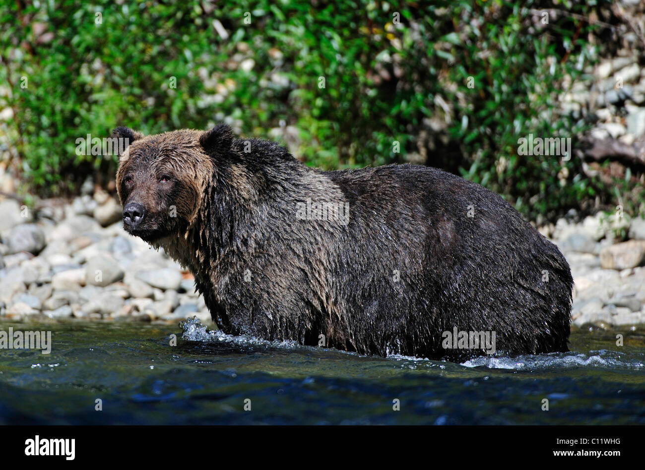 British brown bears hi-res stock photography and images - Alamy