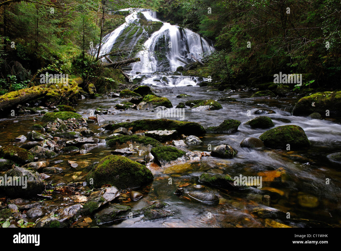 Rain forest canada hi-res stock photography and images - Alamy