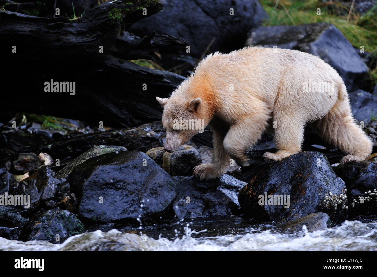 American black bear (Ursus americanus) with white fur, known as Spirit ...