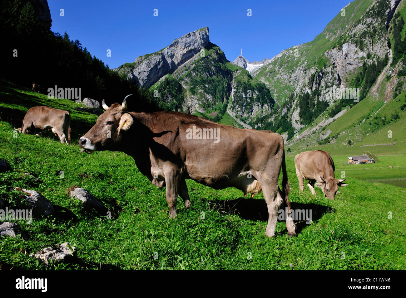 Cows on a mountain pasture, Alpstein range, canton of Appenzell ...