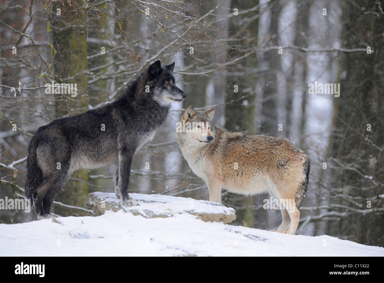 Mackenzie Valley Wolf, Alaskan Tundra Wolf or Canadian Timber Wolf ...
