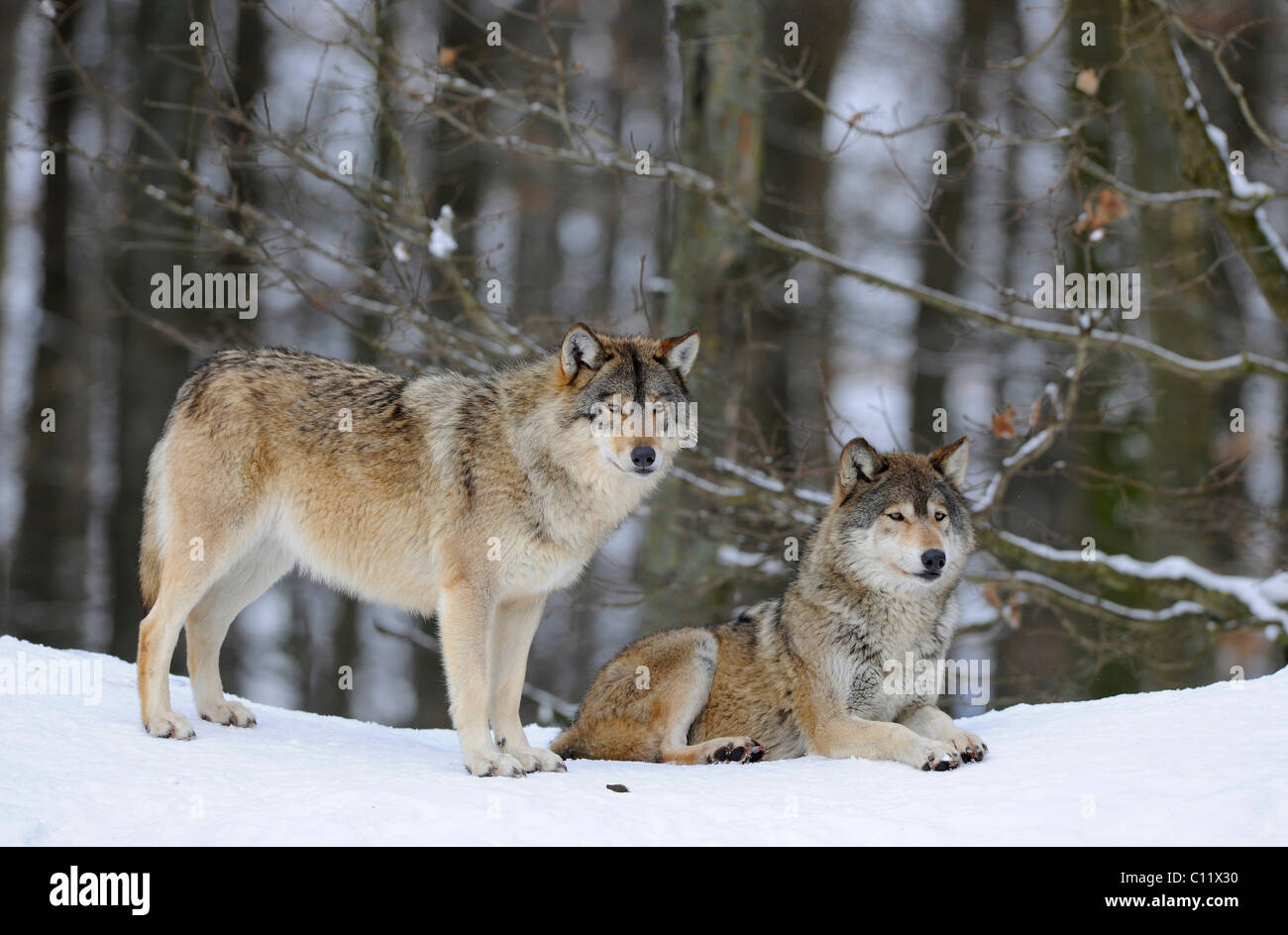 Mackenzie Valley Wolf, Alaskan Tundra Wolf or Canadian Timber Wolf ...