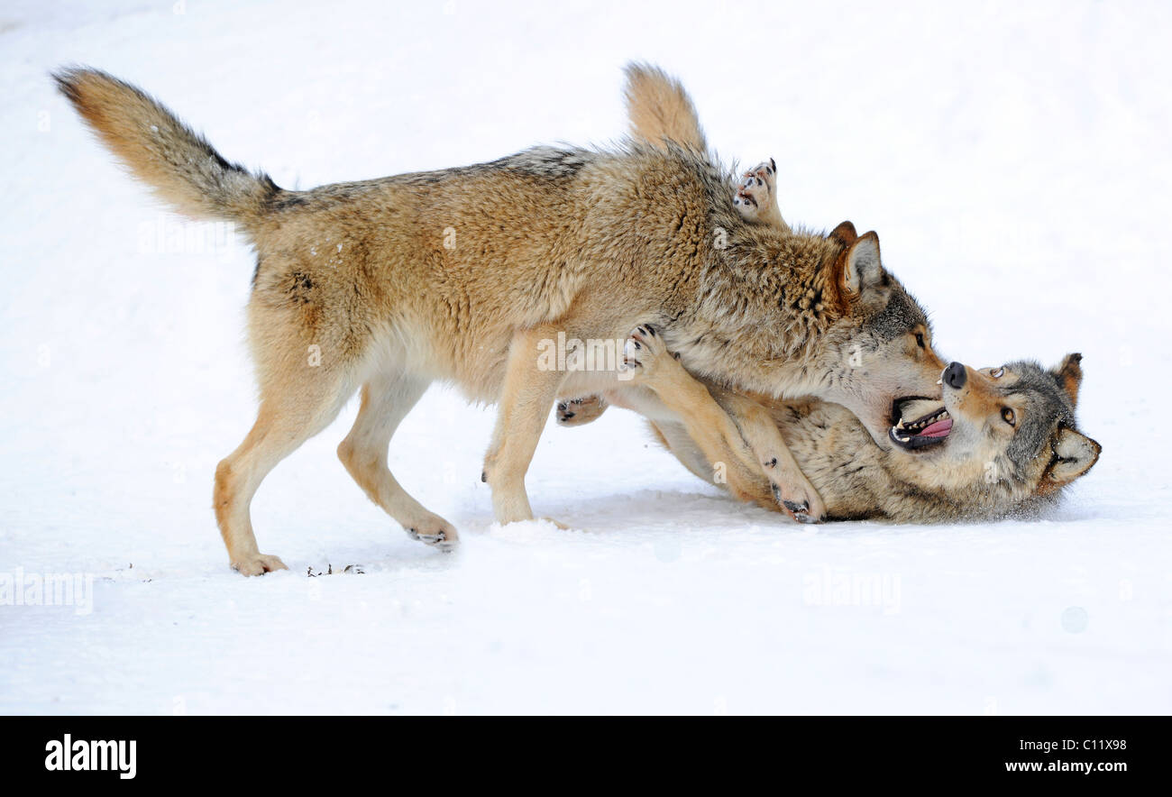 Fighting, playing wolves, cub, Mackenzie Wolf, Alaskan Tundra Wolf or ...