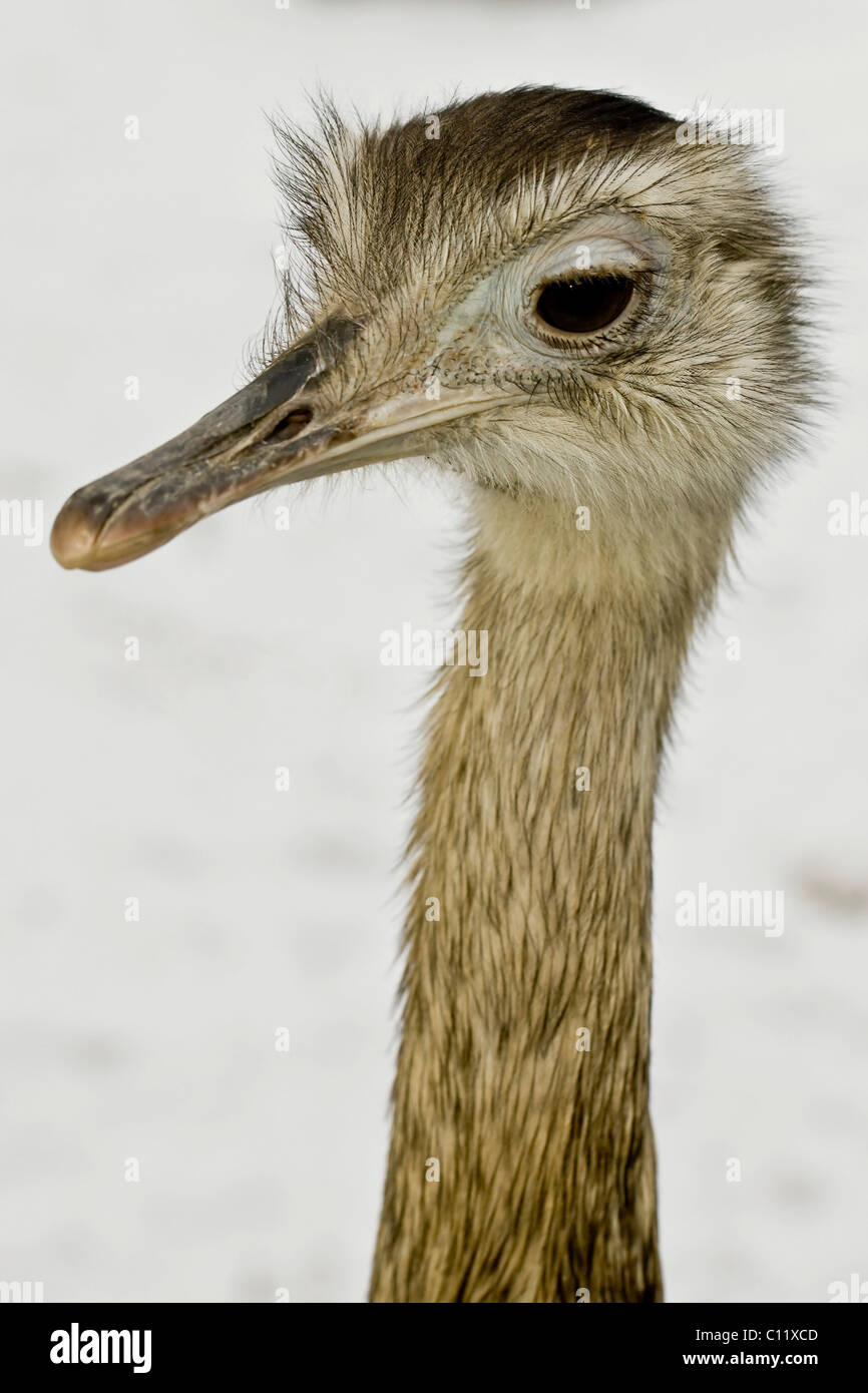 Portrait of a Rhea (Rhea Stock Photo - Alamy