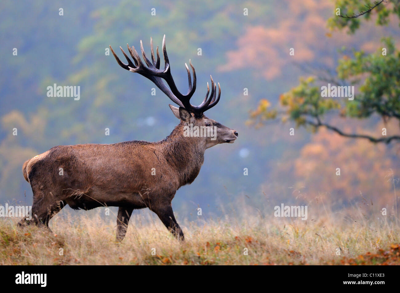 Rain deers hi-res stock photography and images - Alamy