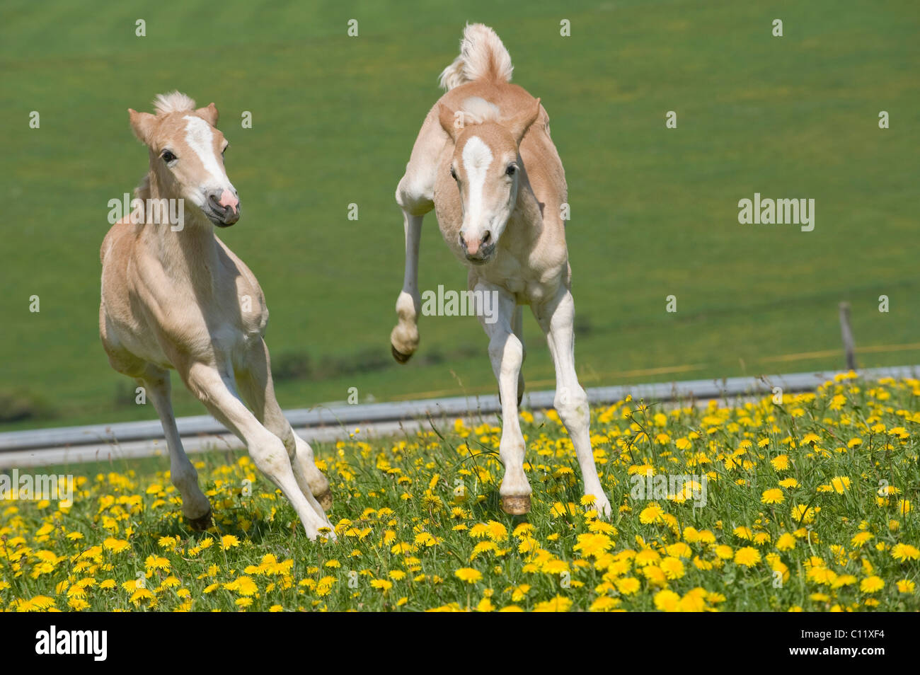 Two playing Haflinger foals Stock Photo - Alamy