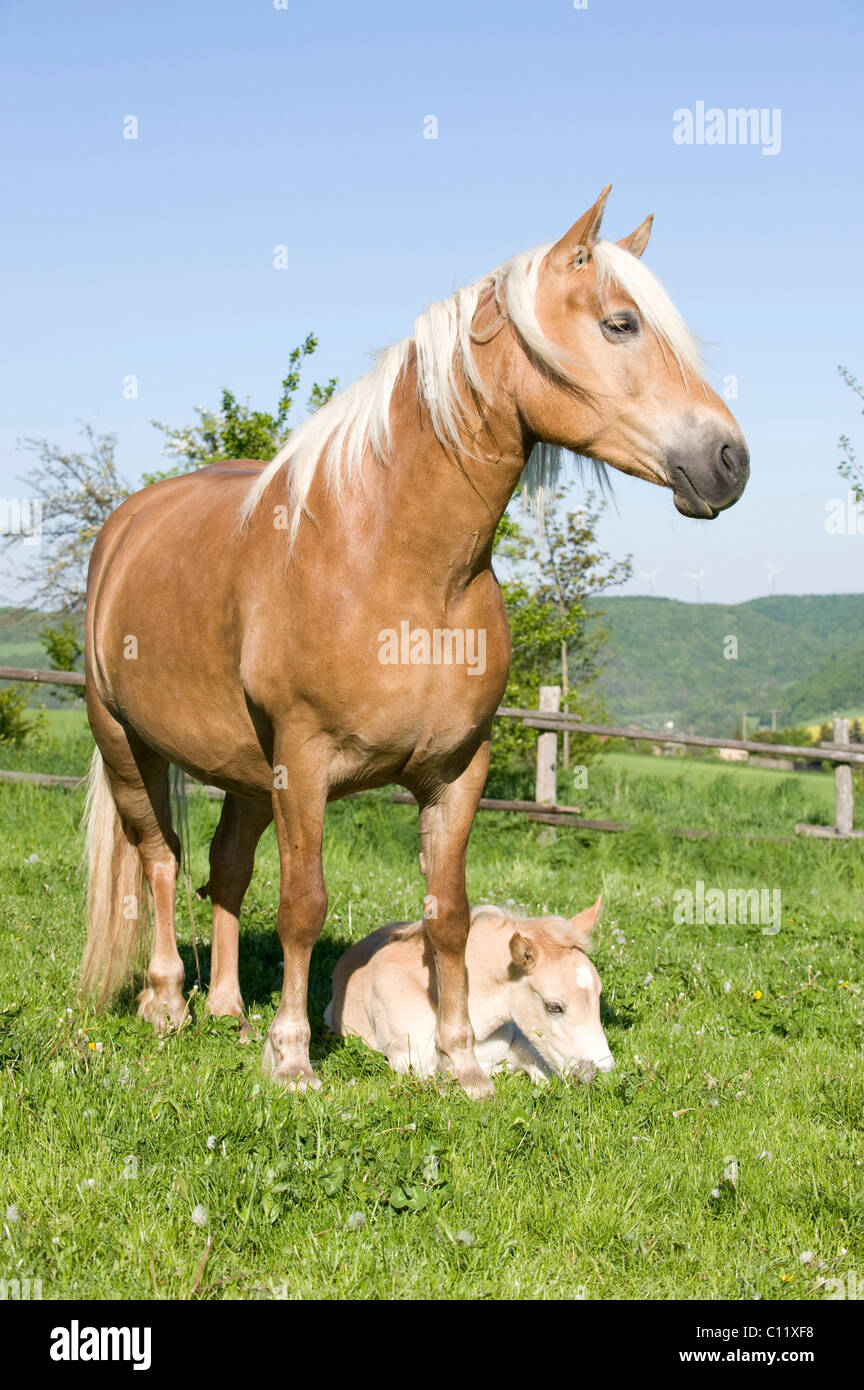 Haflinger mare and foal Stock Photo - Alamy