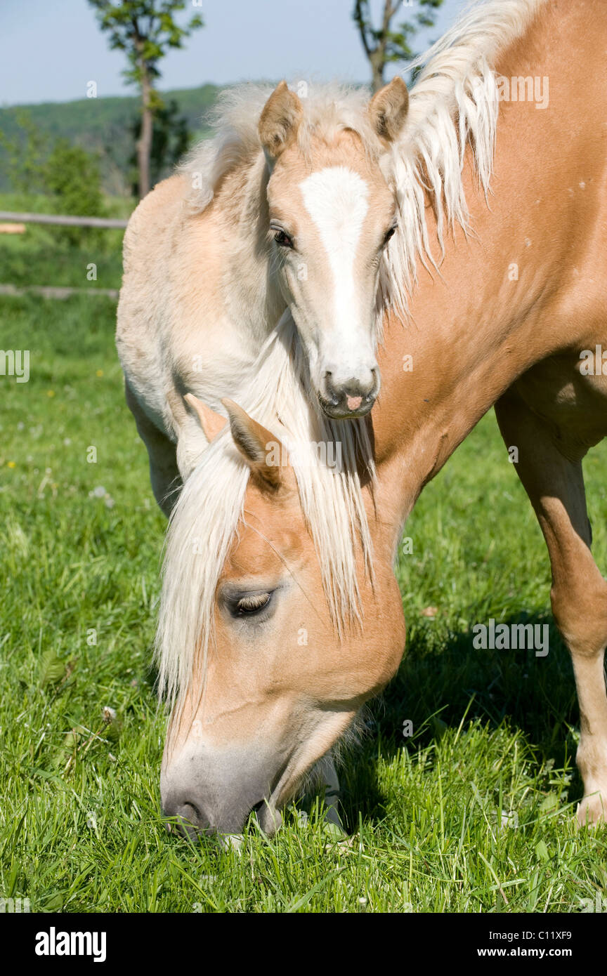 Haflinger mare and foal Stock Photo - Alamy