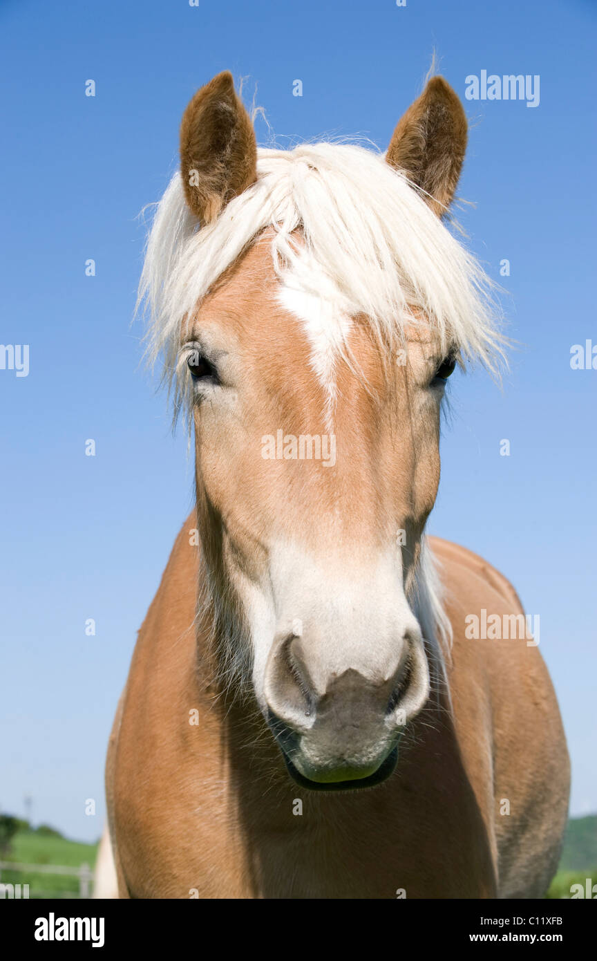 Haflinger mare, portrait Stock Photo - Alamy