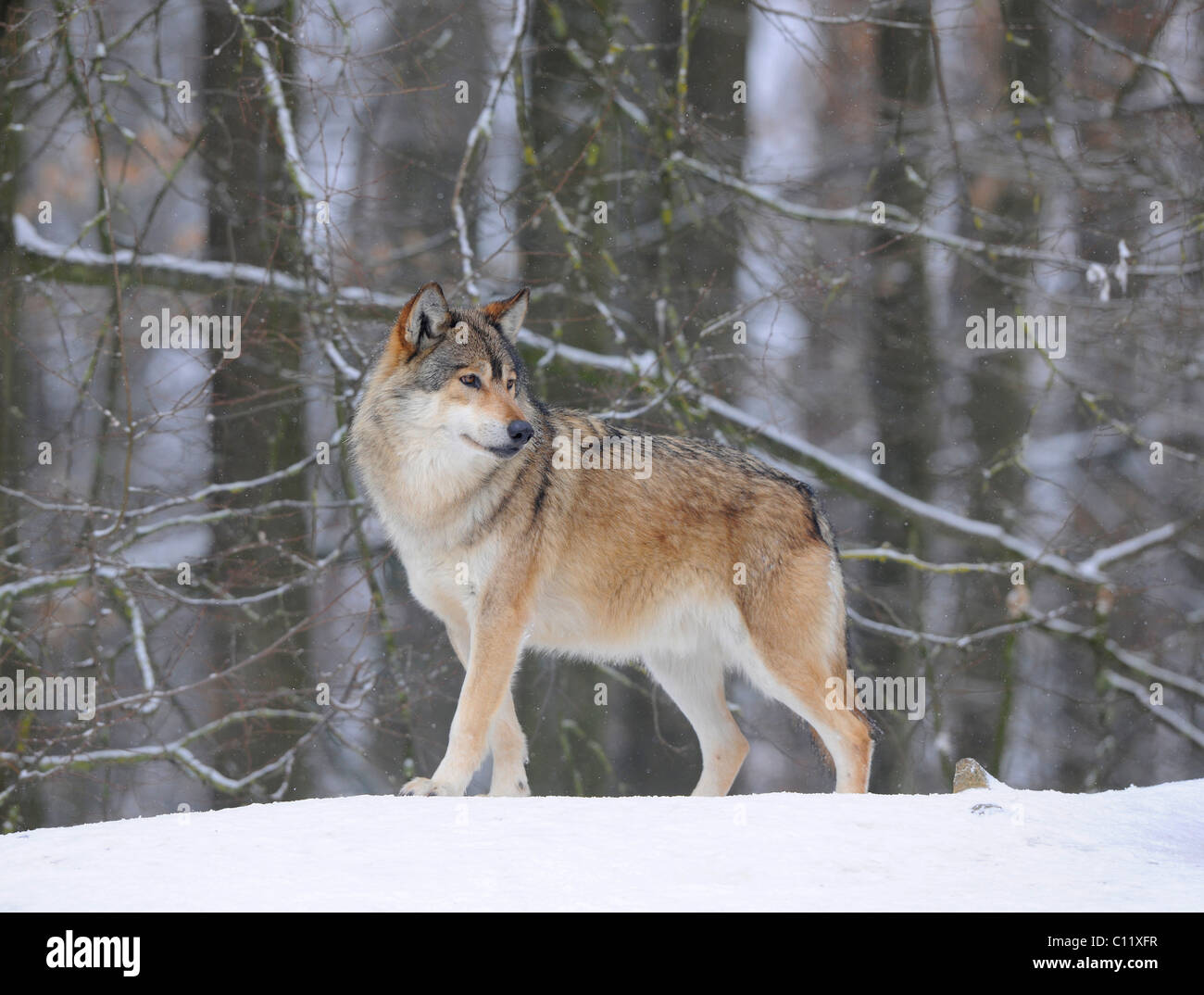 Mackenzie Wolf High Resolution Stock Photography and Images - Alamy