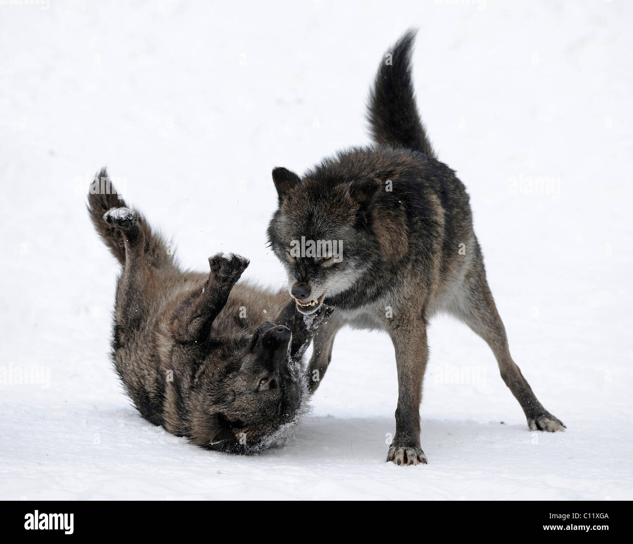 Two fighting wolves hi-res stock photography and images - Alamy