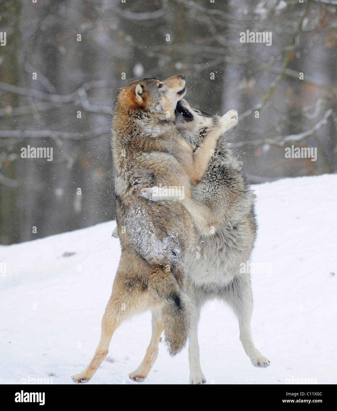 Two fighting wolves hi-res stock photography and images - Alamy