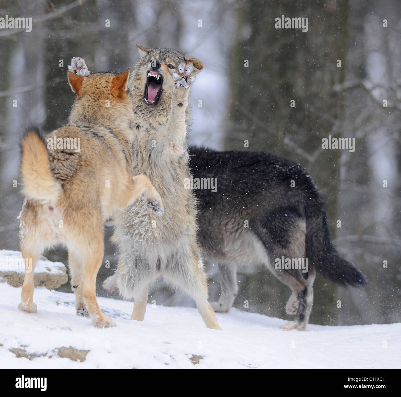 Wolves Fighting High Resolution Stock Photography and Images - Alamy