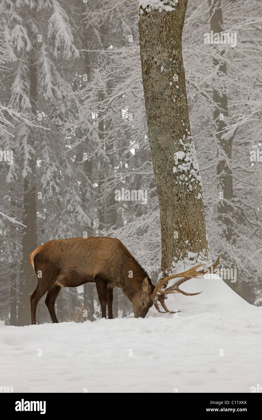 Deer winter forage hi-res stock photography and images - Alamy