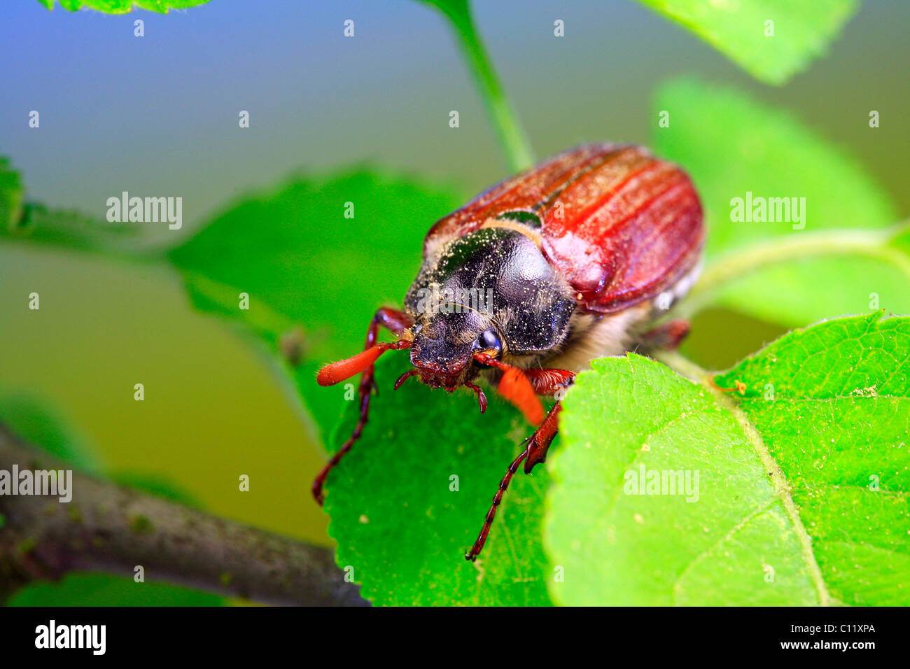 May bug or Cockchafer (Melolontha melolontha Stock Photo - Alamy
