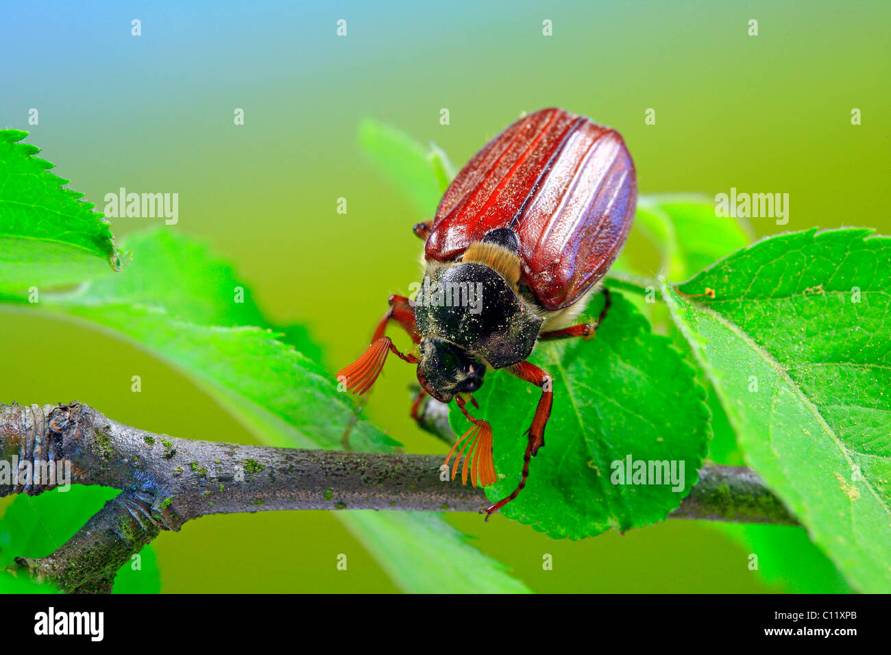 May bug or Cockchafer (Melolontha melolontha Stock Photo - Alamy