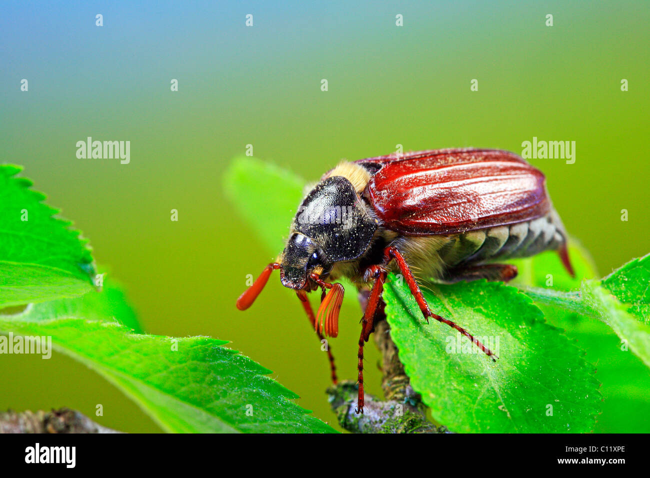 May bug or Cockchafer (Melolontha melolontha Stock Photo - Alamy