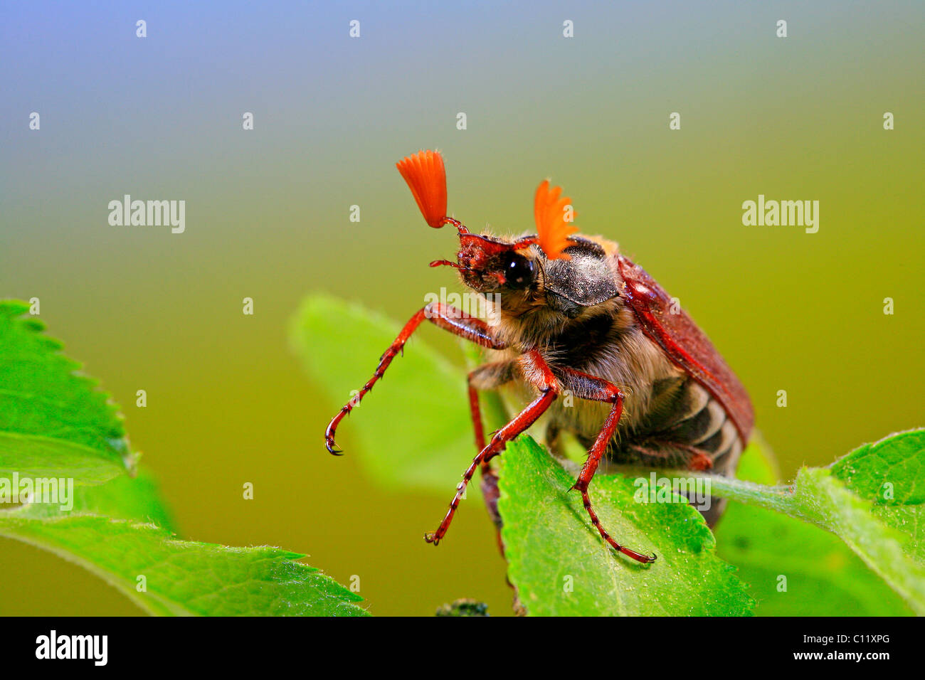 May bug or Cockchafer (Melolontha melolontha Stock Photo - Alamy