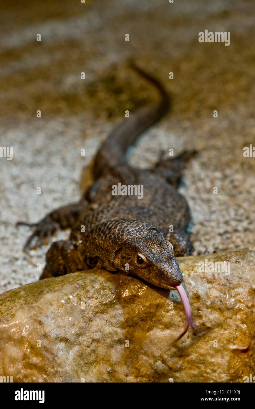 Dumeril's Monitor (Varanus dumerilii Stock Photo - Alamy
