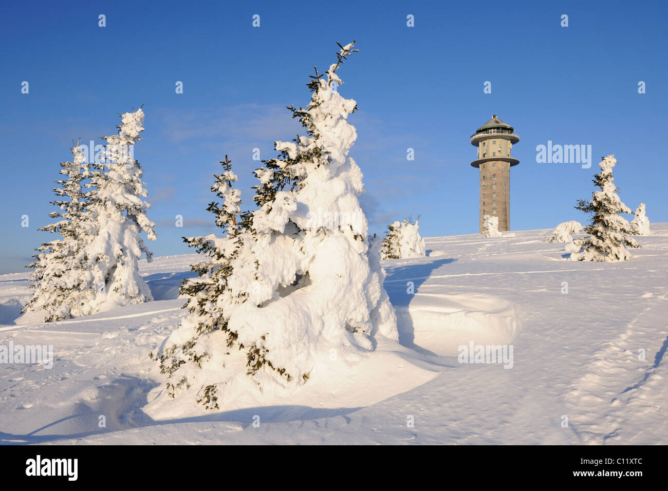 Snow-covered pine trees on Mt Feldberg, southern Black Forest, Baden ...