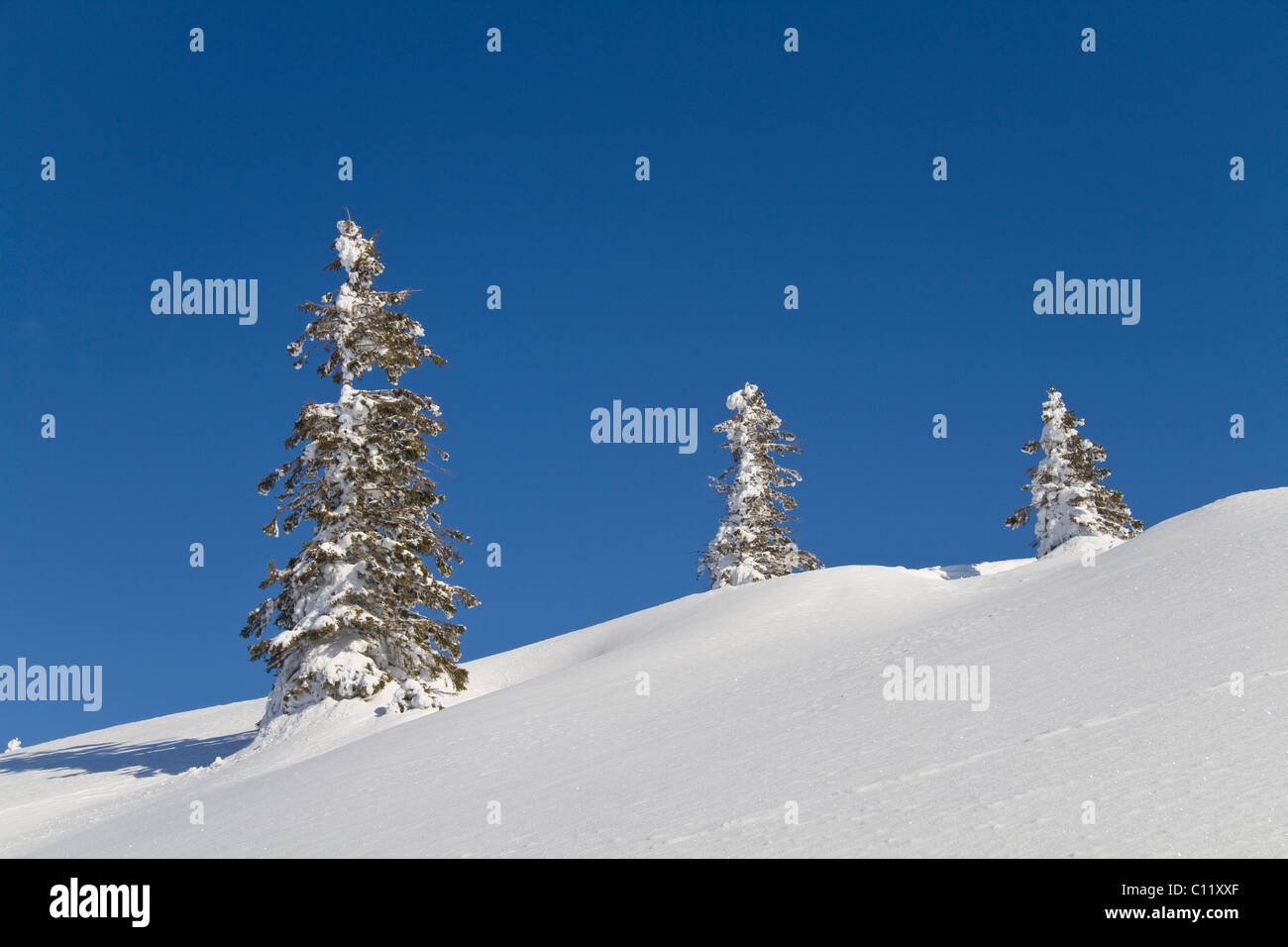 Southern pines hi-res stock photography and images - Alamy