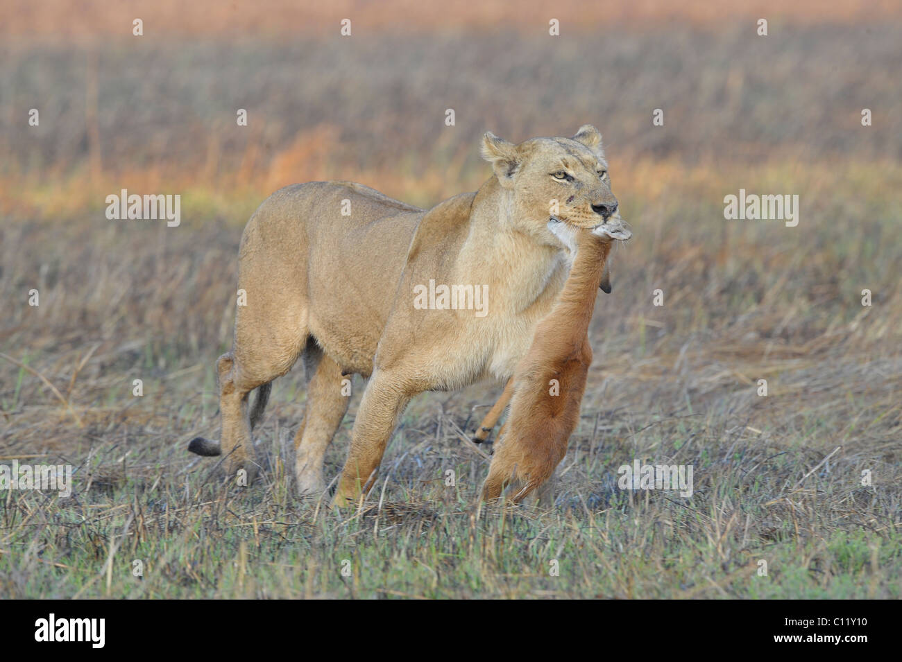 A lioness with new-born antelope prey Stock Photo - Alamy