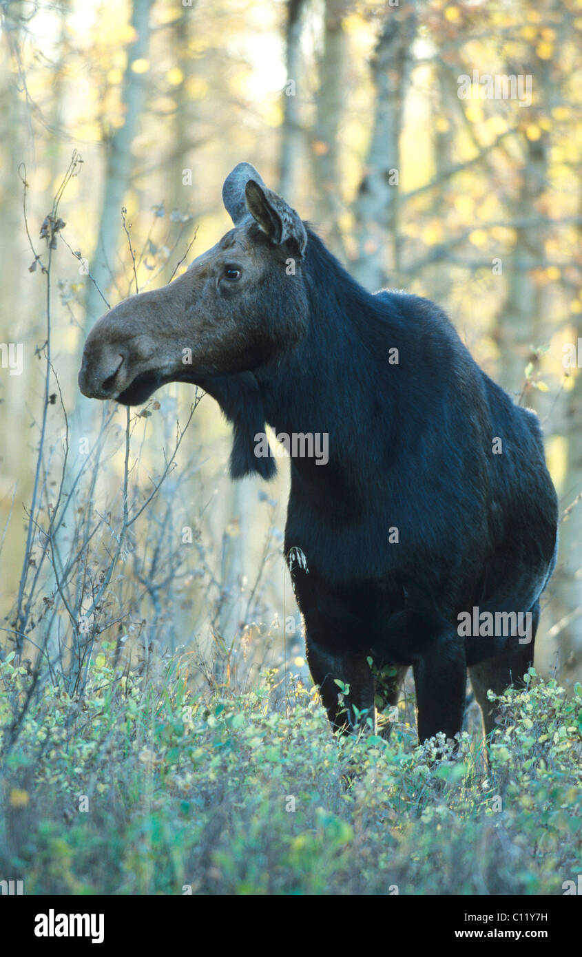 Moose cow (Alces alces) in the fall, Alaska, USA Stock Photo - Alamy