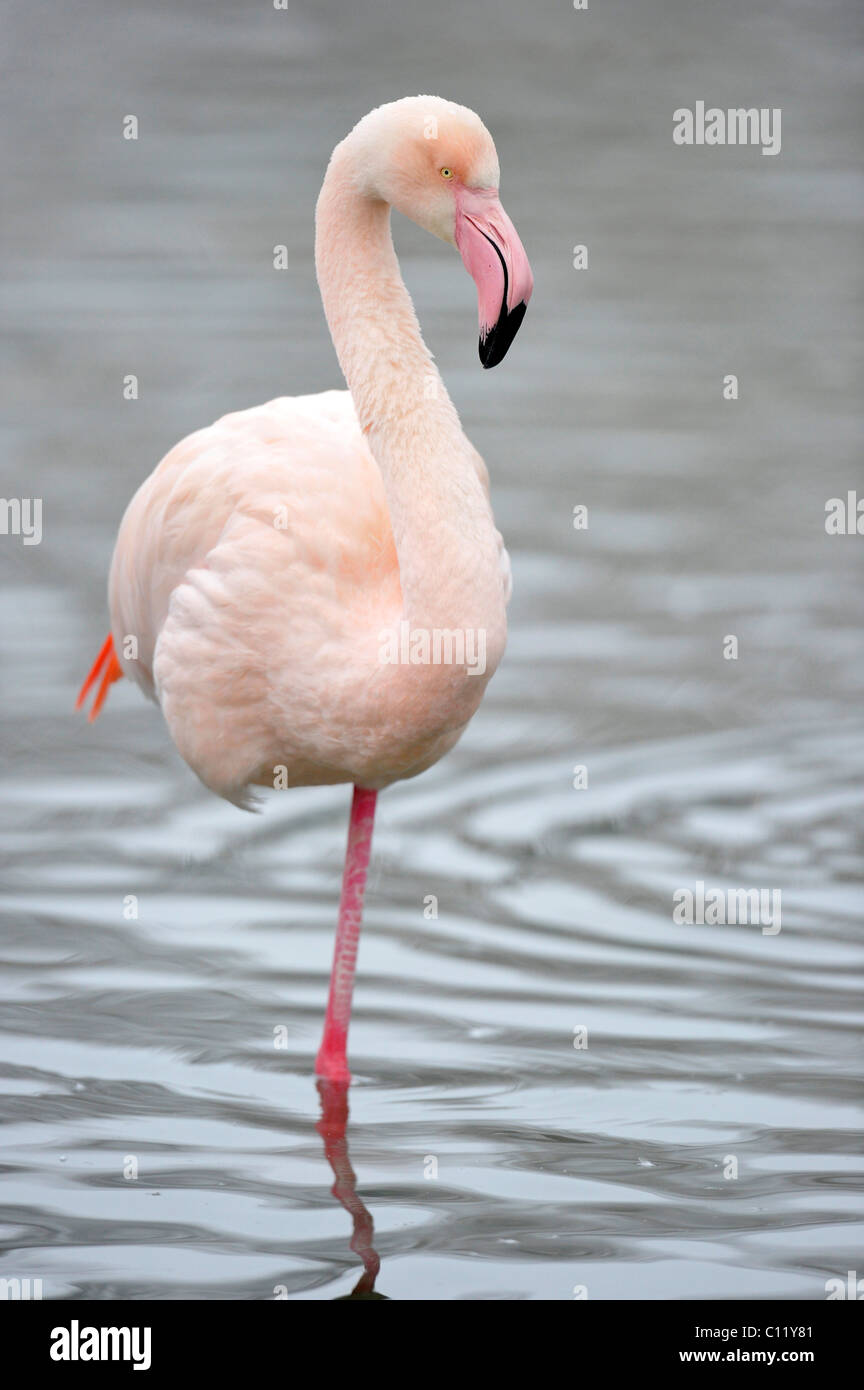 Phoenicopterus ruber roseus hi-res stock photography and images - Alamy