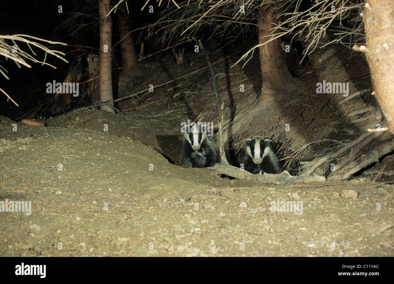 Badger burrow night hi-res stock photography and images - Alamy