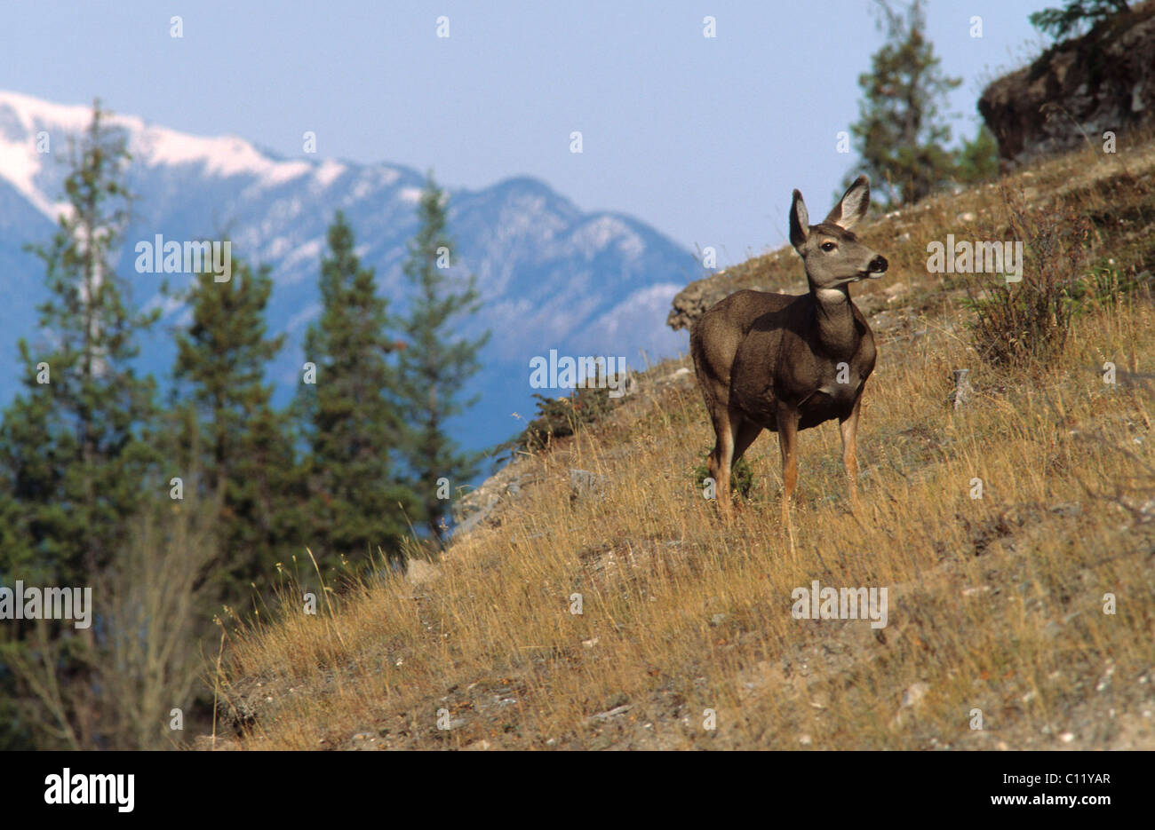 Mule Deer Jasper National Park Canada High Resolution Stock Photography ...