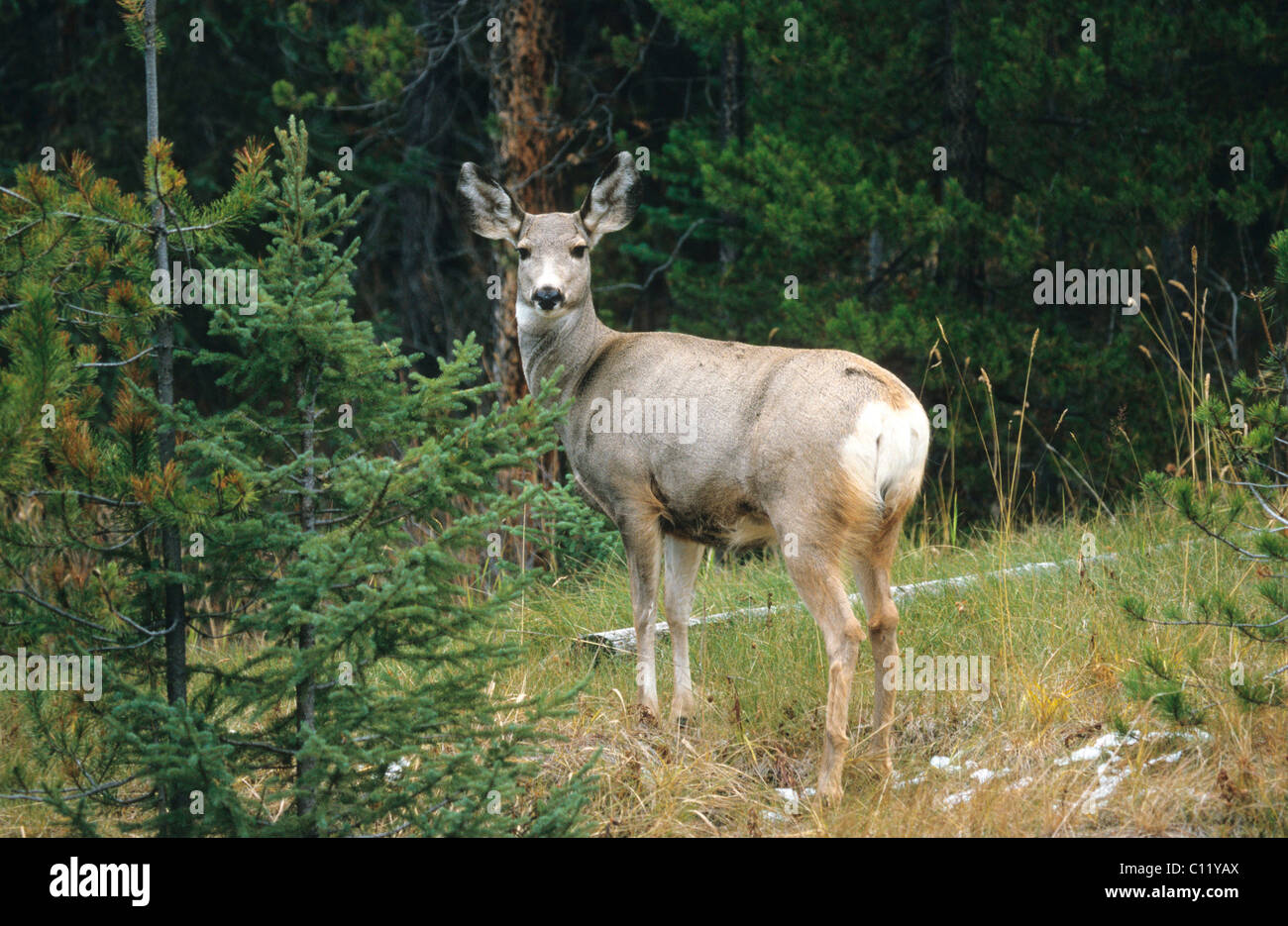 Mule Deer Jasper National Park Canada High Resolution Stock Photography ...