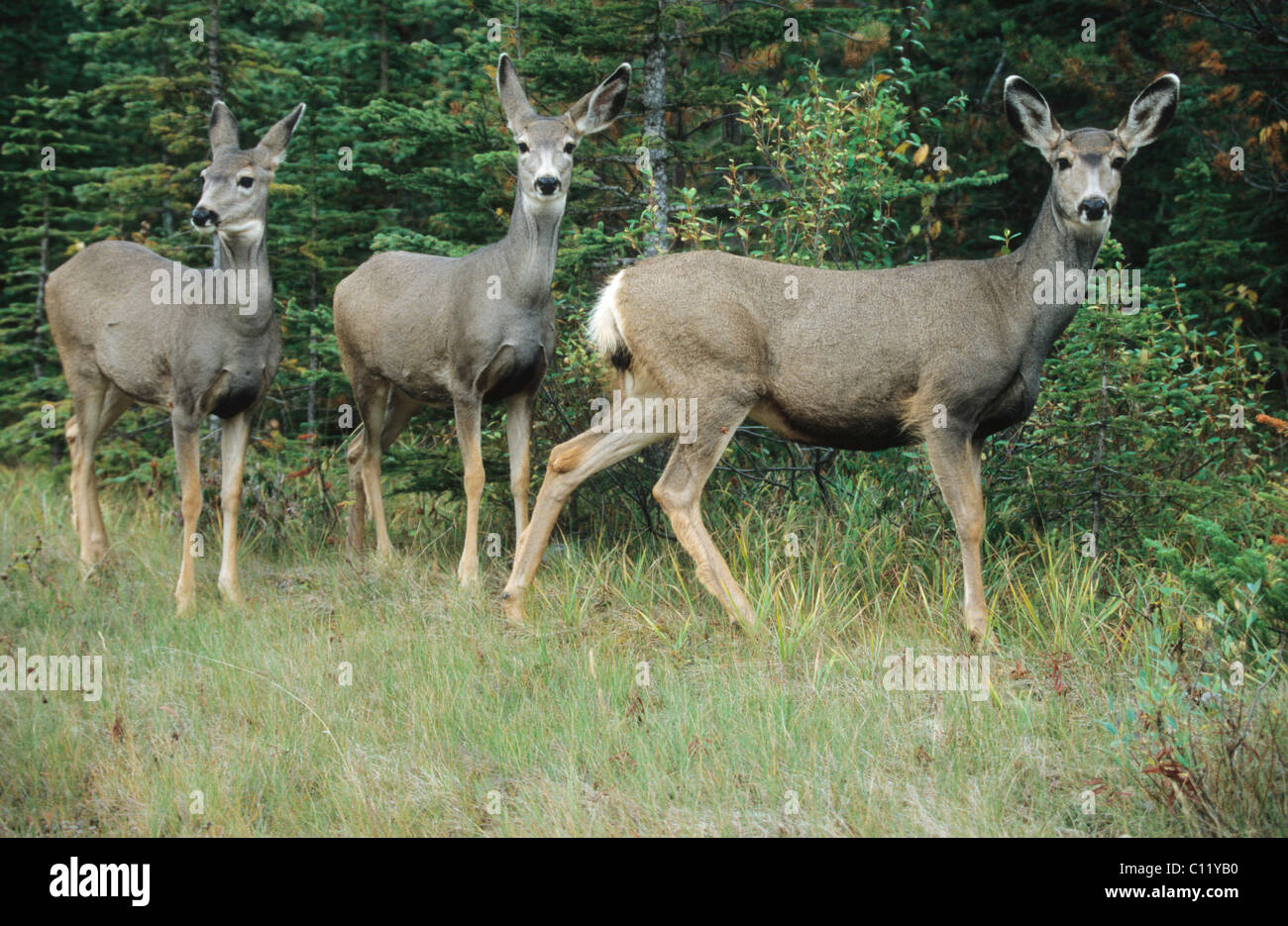 Mule deer (Odocoileus hemionus) with two fawns, Jasper National Park ...