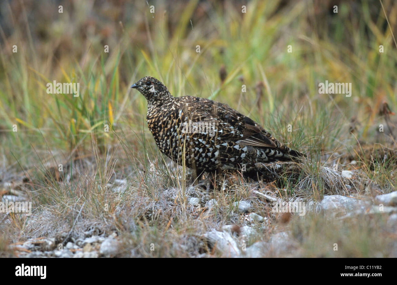 North American Spruce Grouse (Falcipennis canadensis), female, Jasper ...
