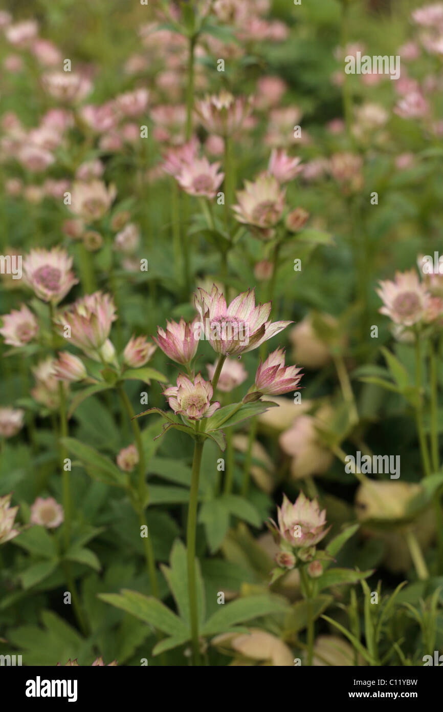 Astrantia maxima hi-res stock photography and images - Alamy