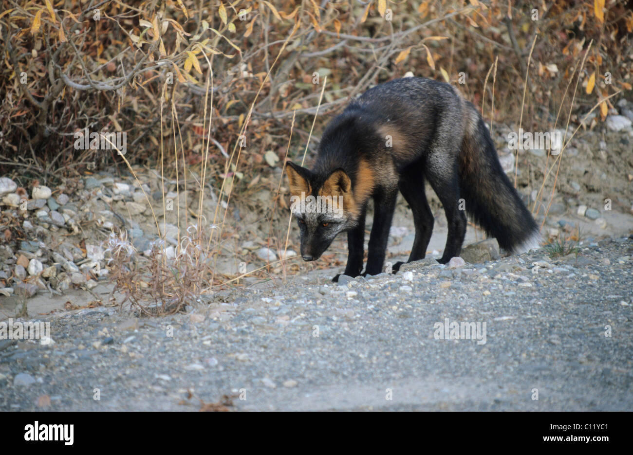 Beautifully colored red fox (Vulpes vulpes), Denali National Park ...