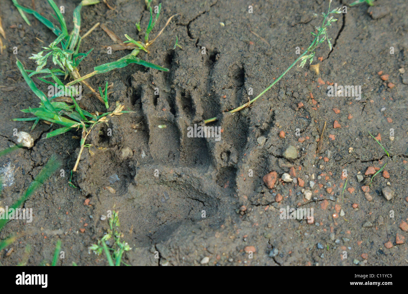 Badger (Meles meles), track, claw impression in soft soil Stock Photo ...