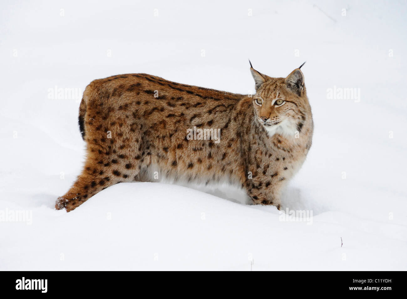 European lynx (Lynx lynx) in the snow Stock Photo - Alamy