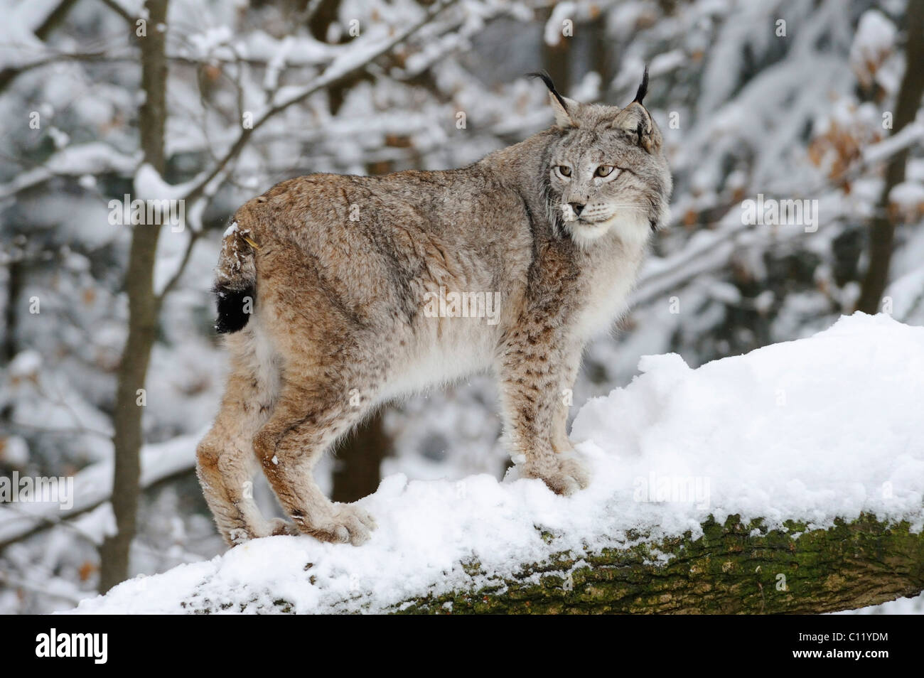 European lynx (Lynx lynx) in the snow Stock Photo - Alamy