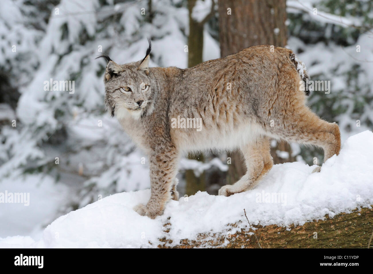 European lynx (Lynx lynx) in the snow Stock Photo - Alamy