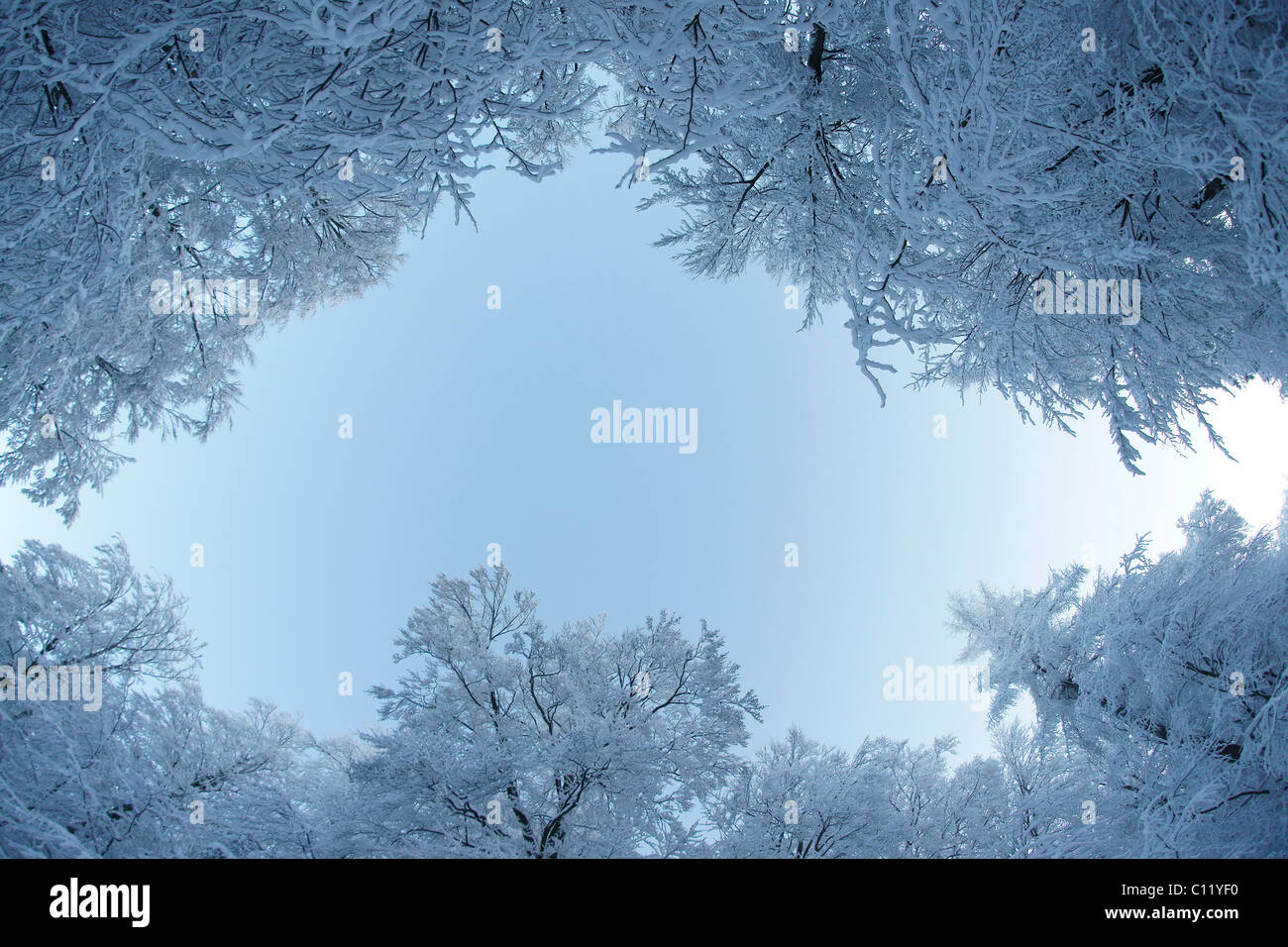 Snow-covered treetops, from below Stock Photo - Alamy