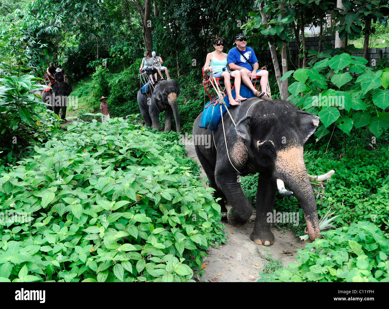 Tourists riding on an Asian Elephant (Elephas maximus), Thailand, Asia ...