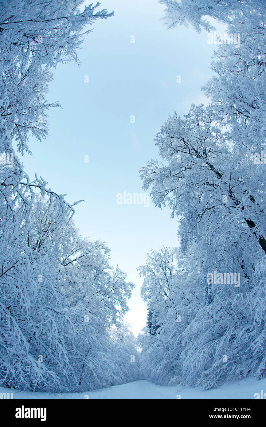 Exterior treetops hi-res stock photography and images - Alamy