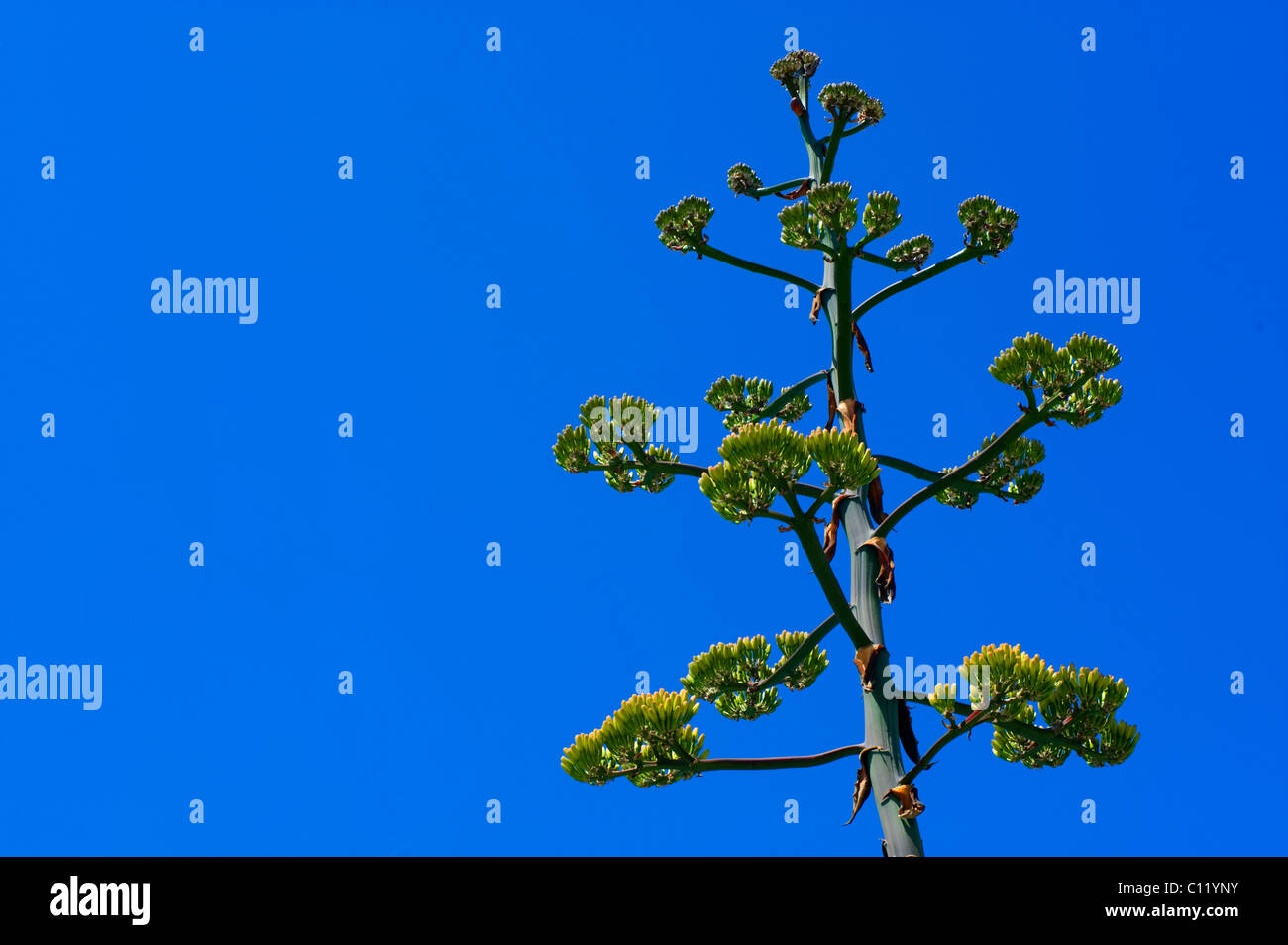 Inflorescence of an agave Stock Photo - Alamy