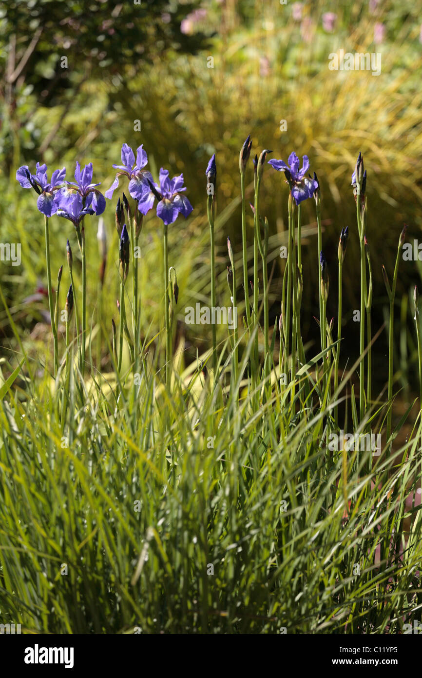 Irises by a pond hi-res stock photography and images - Alamy