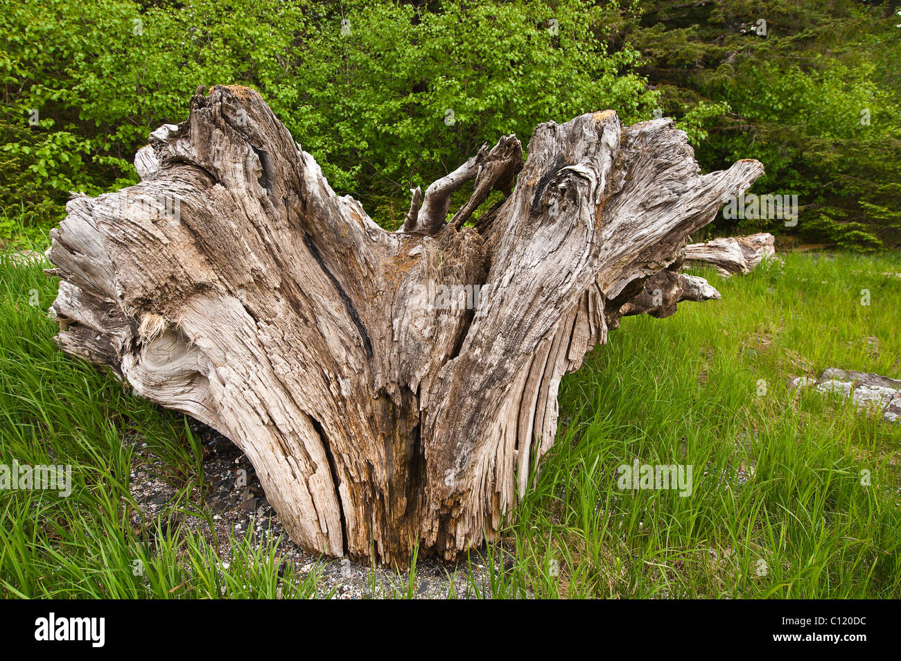 Alaska. Dry tree stump in the Ideal Cove area of Southeast Alaska Stock ...