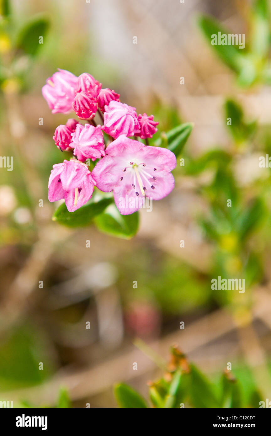 Alaska. Bog-laurel/bog laurel (Kalmia polifolia) Ideal Cove area of ...
