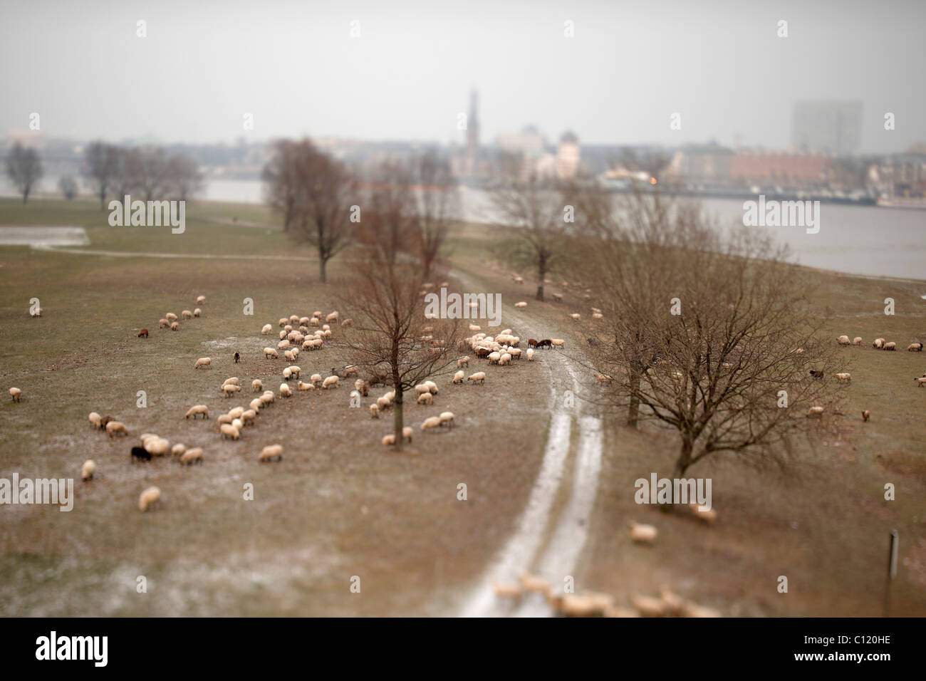 Gregarious during winter hi-res stock photography and images - Alamy
