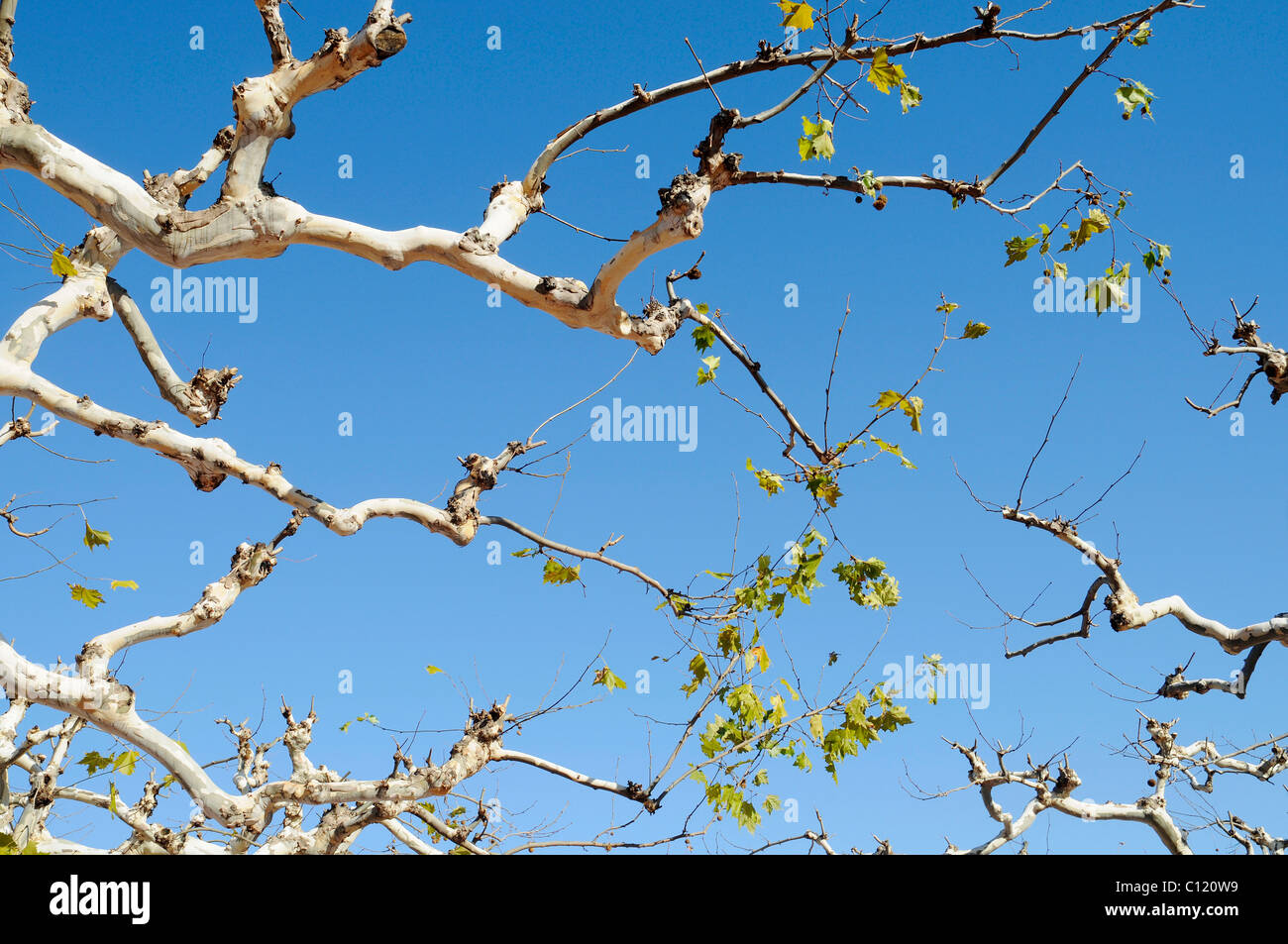 Young shoots and barren branches of trees, sycamore trees (Platanus ...