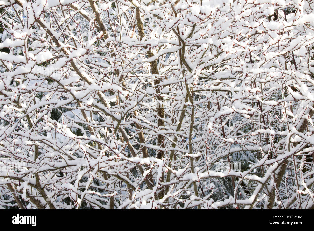 Snow Covered Branches Stock Photo - Alamy