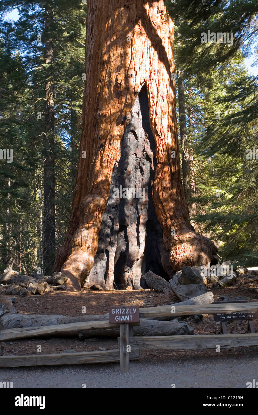 Mammoth tree (Sequoia sempervirens), Grizzly Giant, Mariposa Grove ...